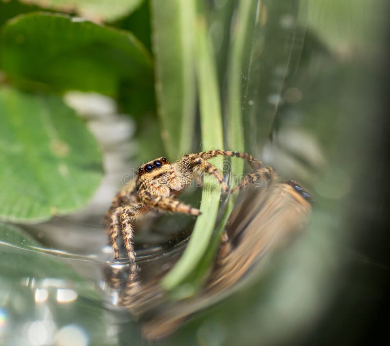 Jumping Wolf Spider Close Up View Looking into the Camera Stock Photo ...