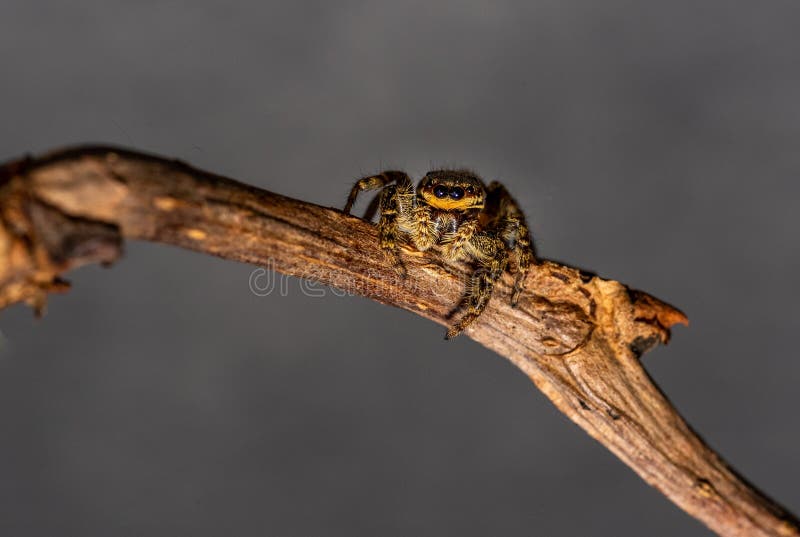 Jumping Wolf Spider Close Up View Looking into the Camera Stock Photo ...