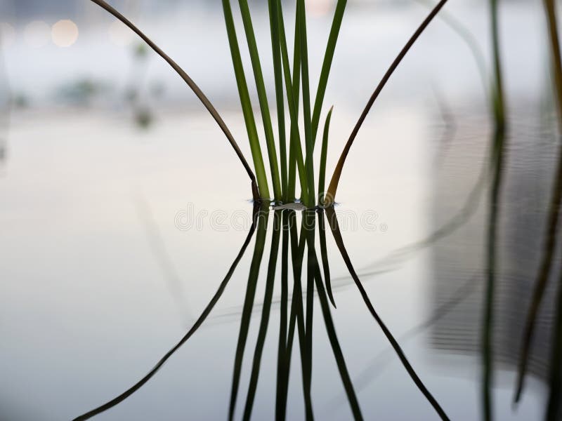 Juncia imagen de archivo. Imagen de planta, juncia, refleje - 66005161