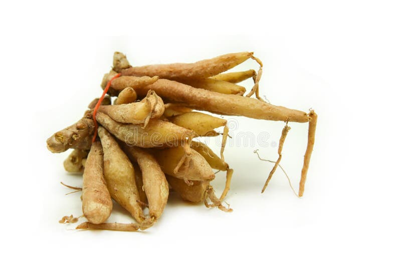 Juncia (Boesenbergia (L.) Mansf De La Rotonda.) Imagen de archivo ...