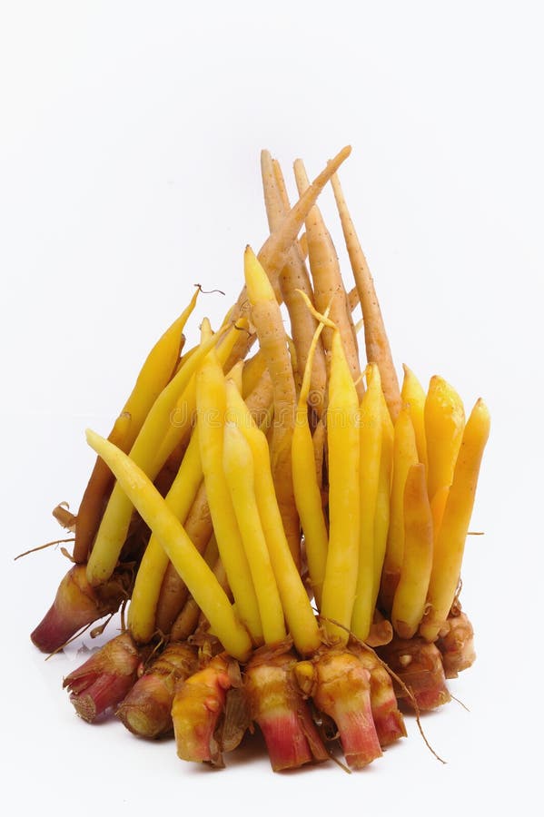 Juncia (Boesenbergia (L.) Mansf De La Rotonda.) Imagen de archivo ...