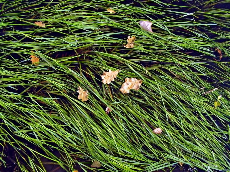 Juncia De La Hierba En Agua Foto de archivo - Imagen de juncia, charca ...