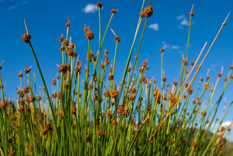 Juncias de la laguna imagen de archivo. Imagen de verde - 10449403