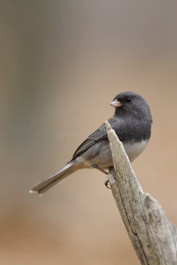 Junco 2 stock photo. Image of rural, junco, birdwatcher - 11729706