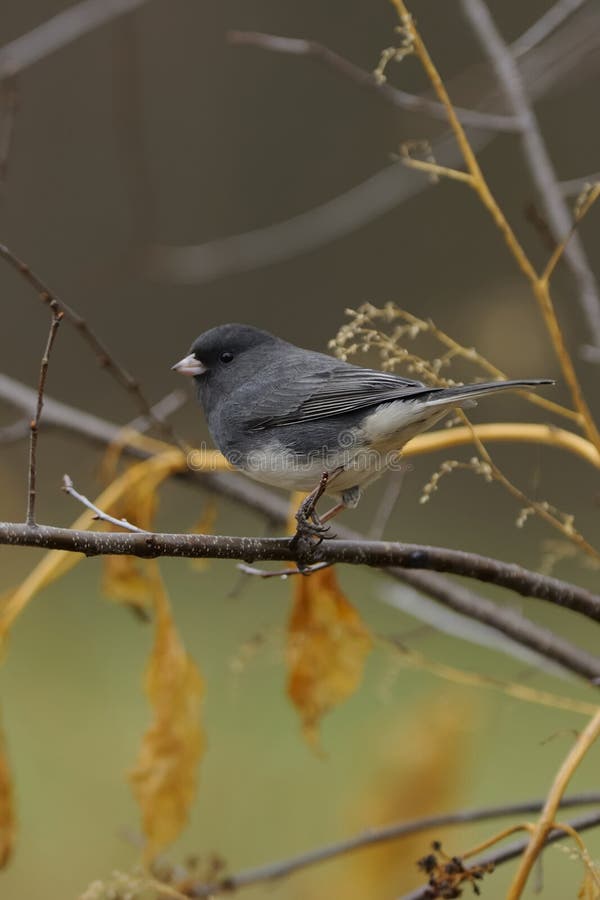 Junco 2a stock photo. Image of wing, garden, perch, fields - 11952094