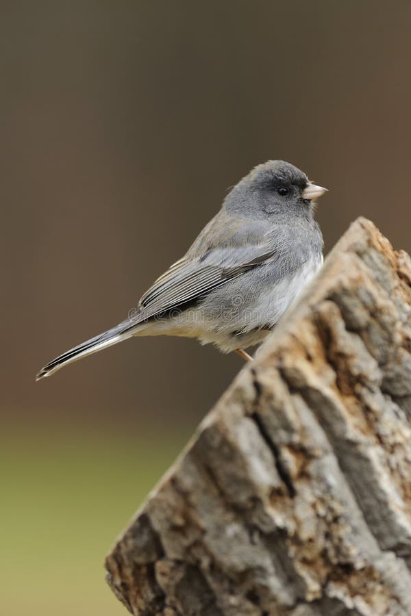 Junco 2b stock photo. Image of perch, bird, wing, garden - 11952096