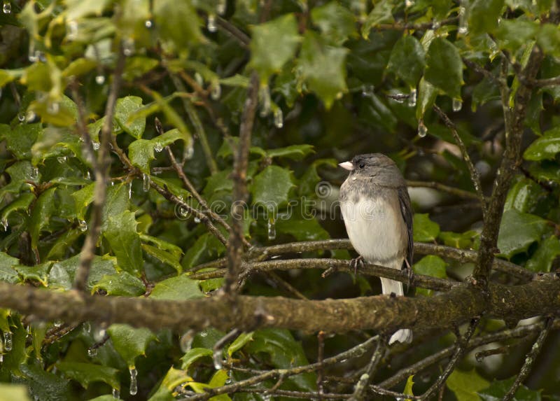 Junco Bird Sitting on Tree Branch Facing Left Stock Photo - Image of ...