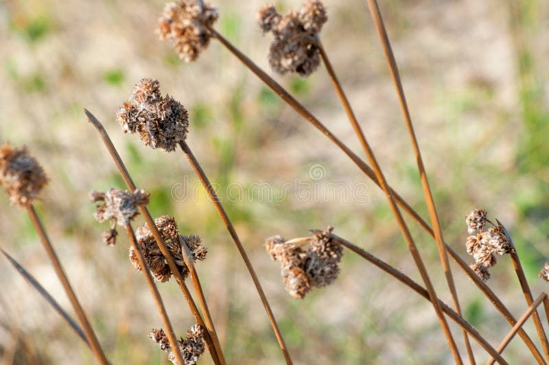 Junco with Blurred Background Stock Photo - Image of autumn, beauty ...
