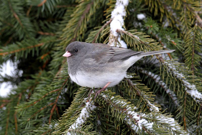 Junco on a Branch stock photo. Image of nature, songbird - 31578956