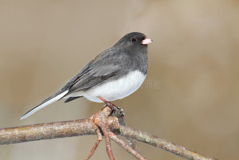 Junco on a Branch stock image. Image of wild, birds, branch - 34865839