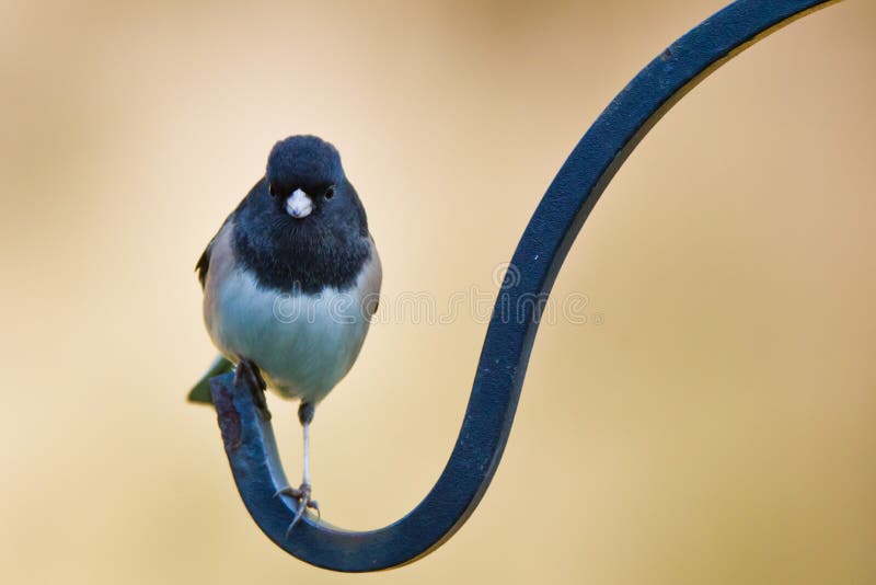 Junco De Oregon (oreganus De Los Hyemalis Del Junco) Foto de archivo ...