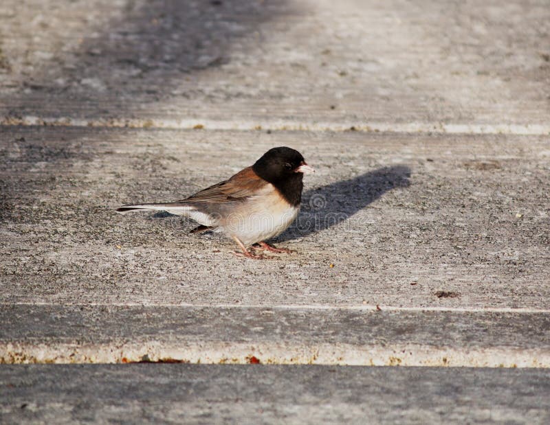 Junco Hopping Stock Photos - Free & Royalty-Free Stock Photos from ...