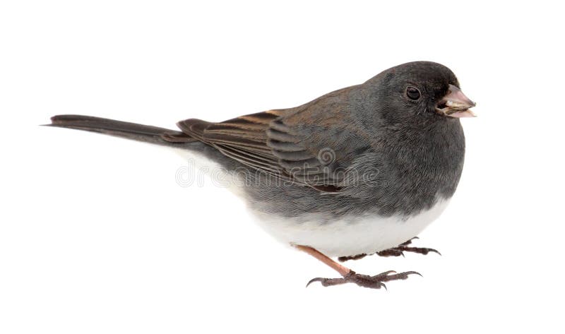 Junco, Junco Hyemalis, Isolated Stock Image - Image of passerine ...