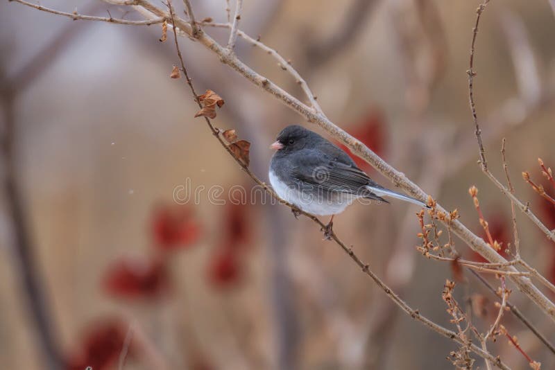 Dark-eyed junco in winter stock image. Image of bird - 238283445