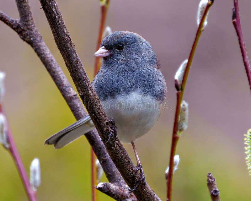 Junco Photo and Image. Close-up Profile Front View Perched with a ...