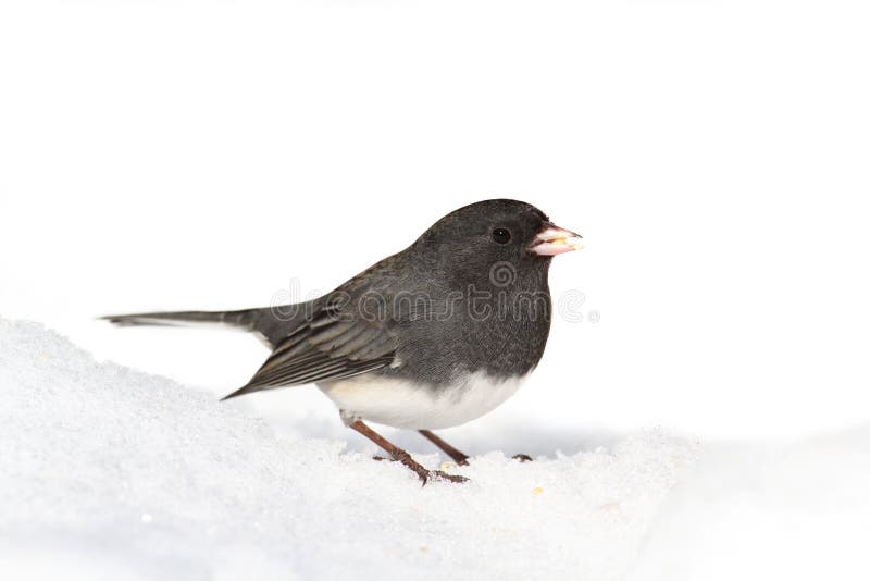 Junco in the Snow stock photo. Image of white, nature - 22001348