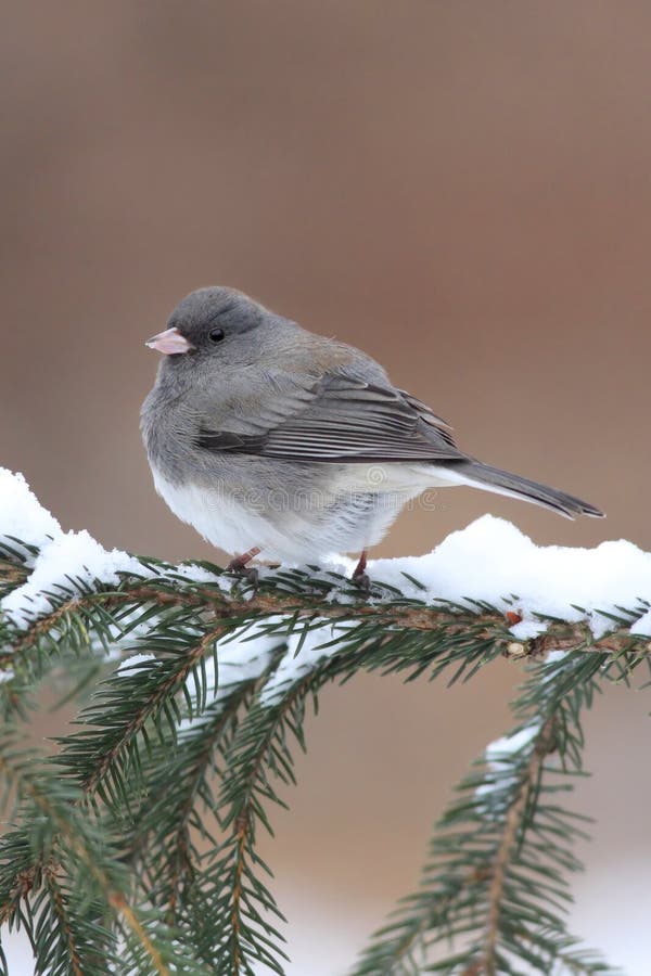 Junco on a Snow-covered Branch Stock Photo - Image of bird, snow: 16211230