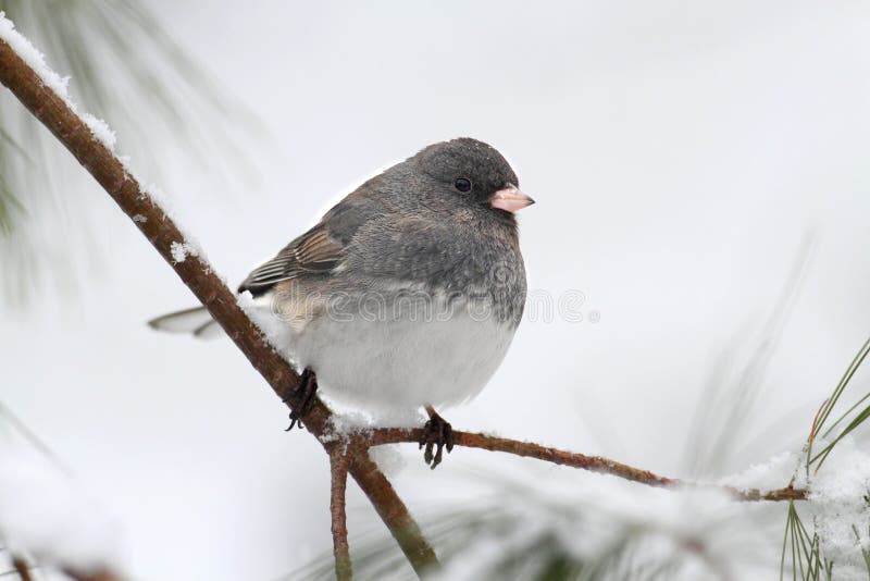 Junco on a Snow-covered Branch Stock Photo - Image of wildlife, nature ...