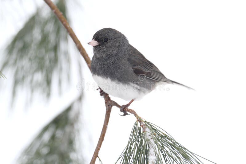 Junco in the snow. stock image. Image of seed, winter - 65448487