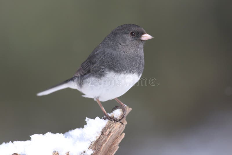 Junco in the snow. stock photo. Image of seed, wildlife - 65448556