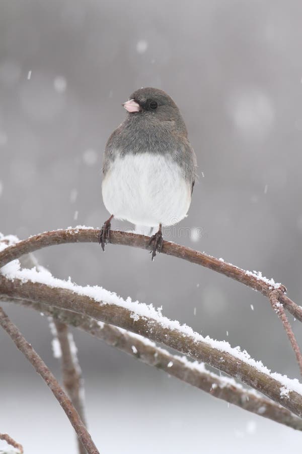 Junco in the snow. stock image. Image of seed, winter - 65448487