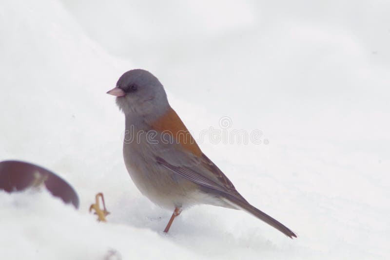 Junco in the snow. stock photo. Image of eating, cold - 65448560