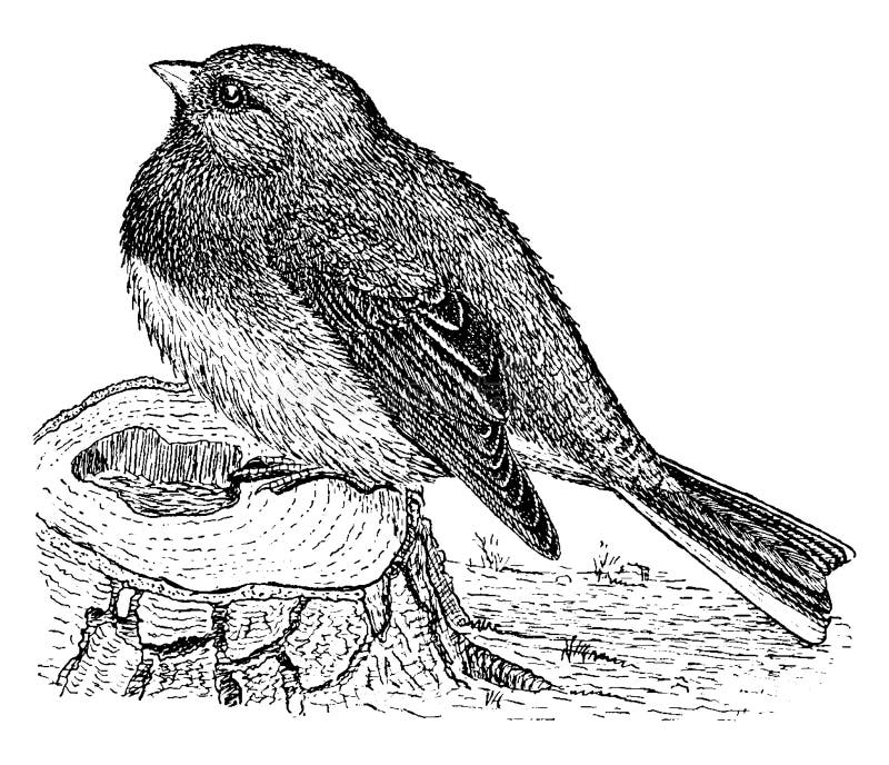 Junco, Vintage Illustration Stock Vector - Illustration of line, white ...