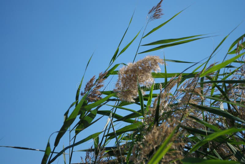 Juncos no banco de rio foto de stock. Imagem de isolado - 131659654