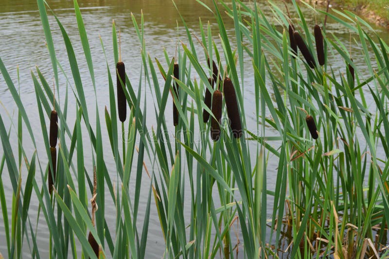 Juncos no lago imagem de stock. Imagem de sumário, verde - 35545759