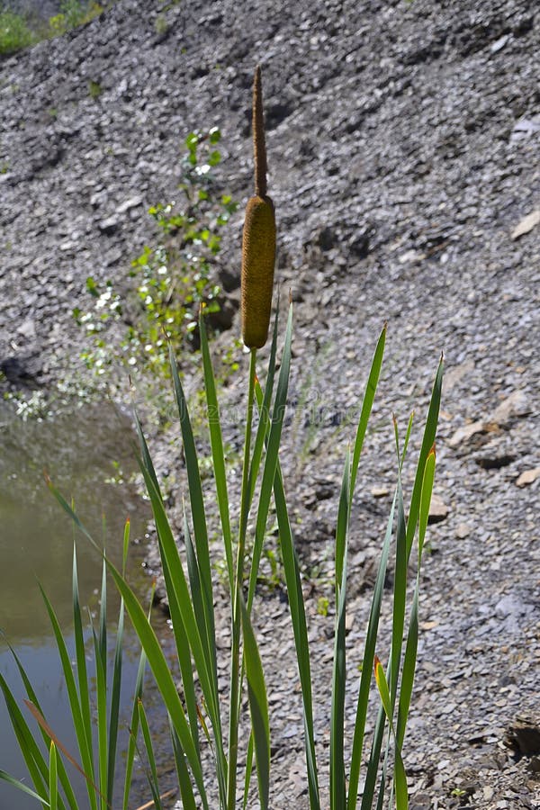 Juncos no rio foto de stock. Imagem de nave, lagoa, flora - 119656784
