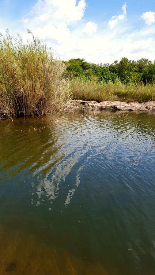 Juncos no rio imagem de stock. Imagem de contraste, lingüetas - 68664879