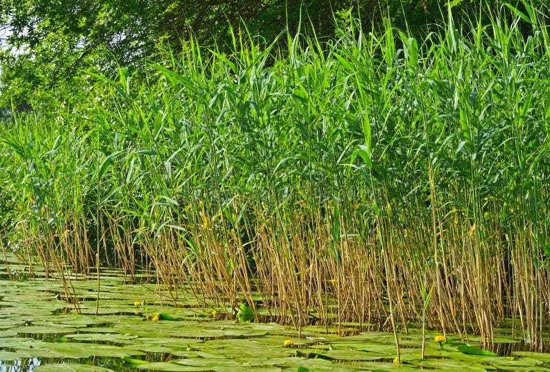 Juncos verdes no rio foto de stock. Imagem de folha - 104952776