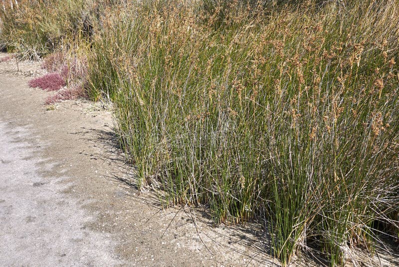 Juncus Acutus, the Spiny Rush, Sharp Rush or Sharp-pointed Rush Plant ...