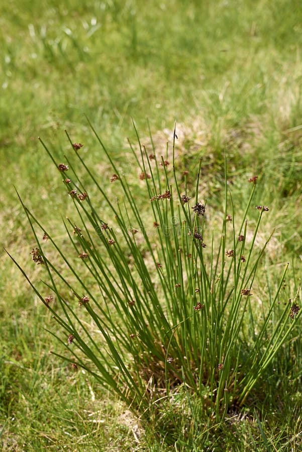 Juncus Articulatus Close Up Stock Image - Image of botanical, stalk ...