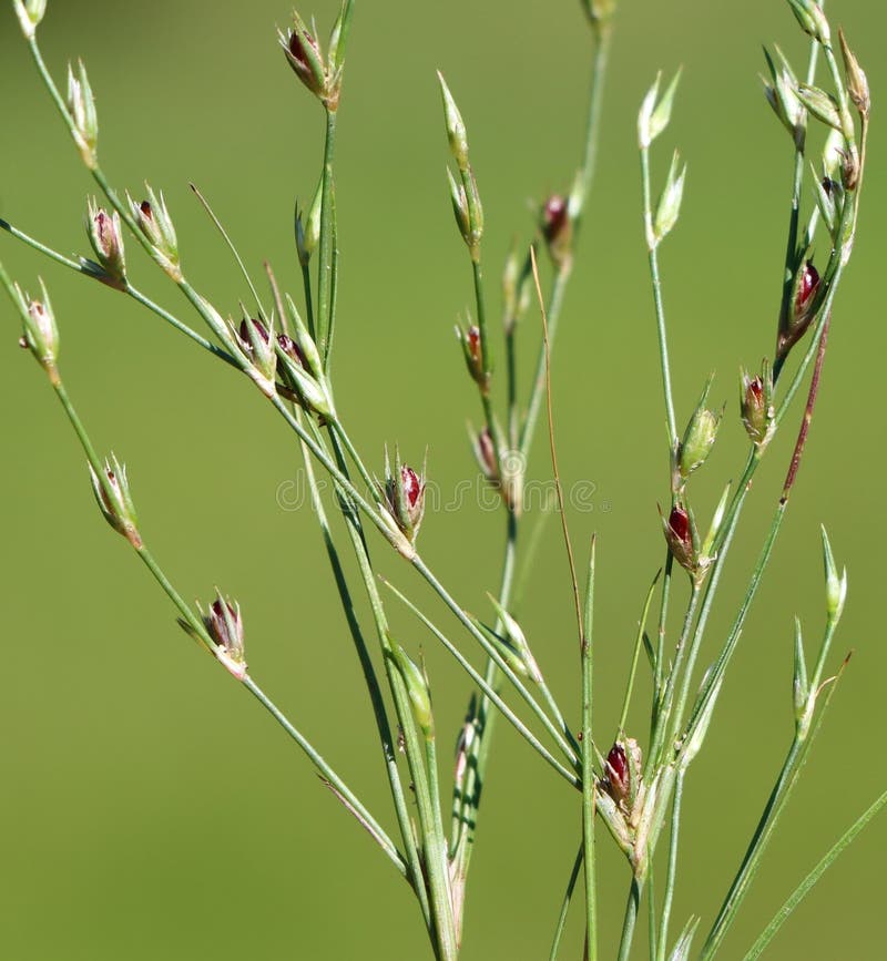 Juncus Bufonius (toad Rush) Stock Image - Image of field, flora: 340808673