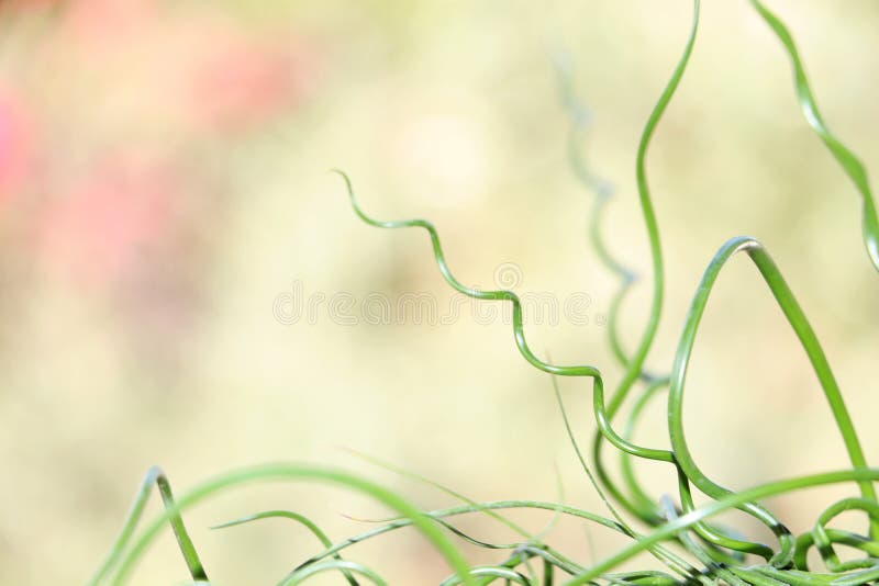 Juncus Effusus Spiralis or Corkscrew Rush Stock Image - Image of rush ...