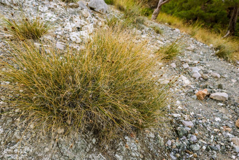 Juncus Trifidus -highland Rush Stock Image - Image of outside, daylight ...