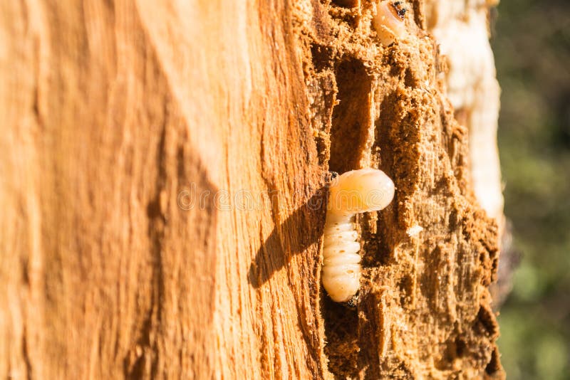 June beetle larva in trees stock photo. Image of animal - 251638390