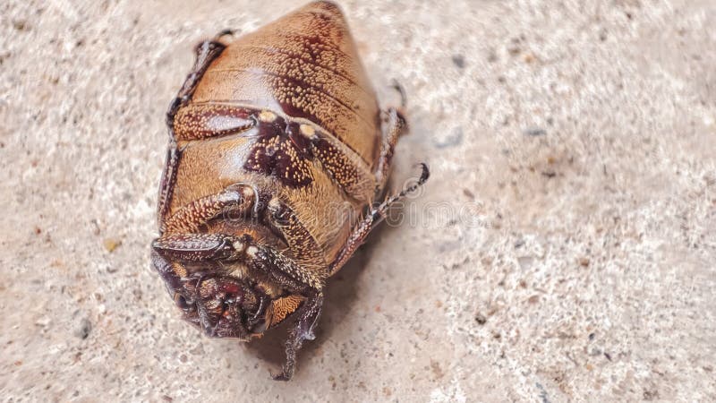 273 Upside Down Beetle Insect Stock Photos - Free & Royalty-Free Stock ...