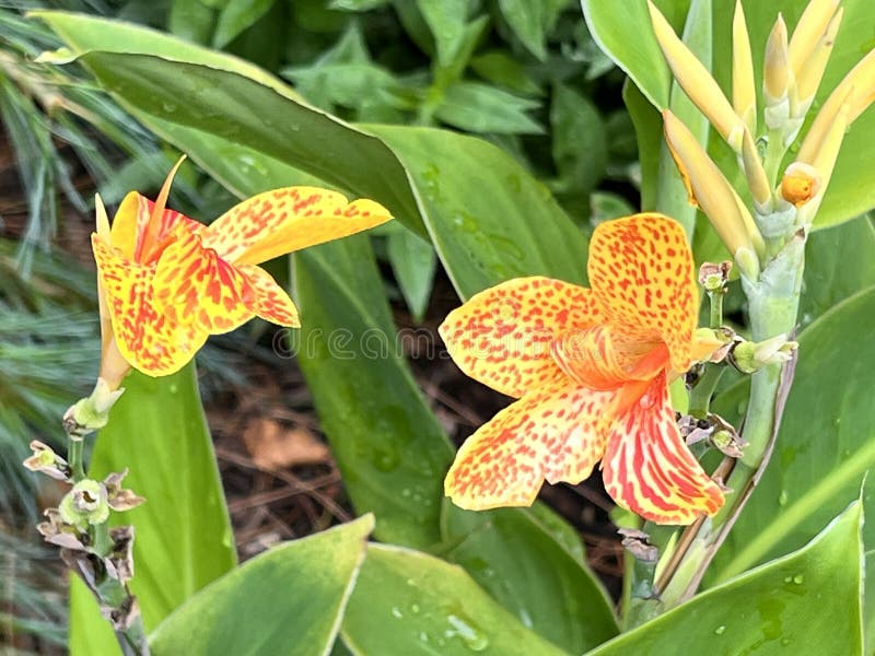 June blooms from PA stock image. Image of trees, wildlife - 250169339