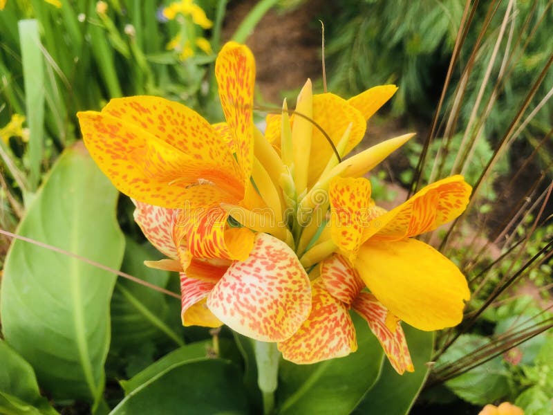 June Blooms stock image. Image of reservoir, landscapes - 248848281