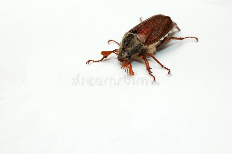 June bug. stock image. Image of june, wings, spring, copy - 777675
