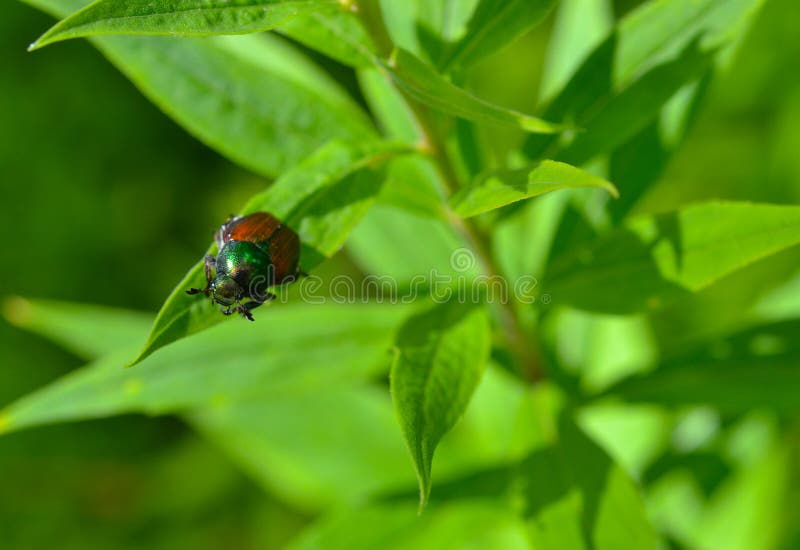 June Bug Beetle on Pointy Green Leaf Stock Image - Image of pretty ...