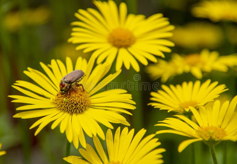 June Bug , the Cockchafer,is a Large Yellow Daisy Stock Image - Image ...