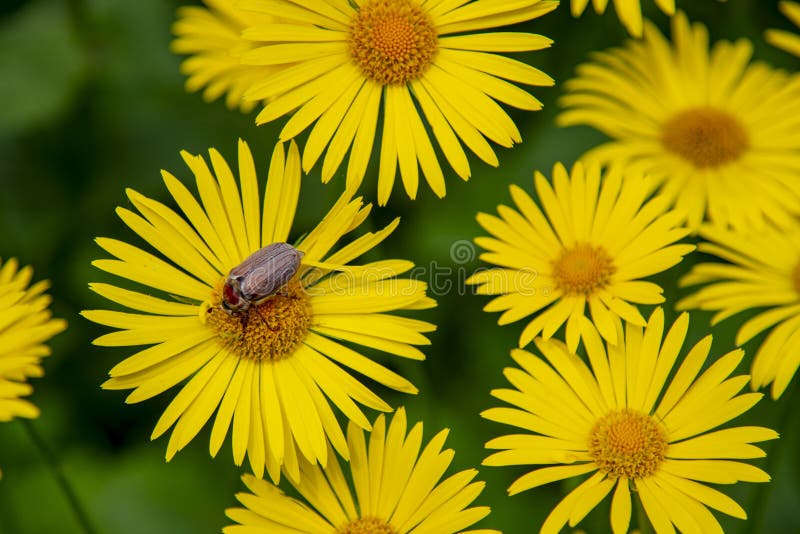 June Bug , the Cockchafer,is a Large Yellow Daisy Stock Photo - Image ...