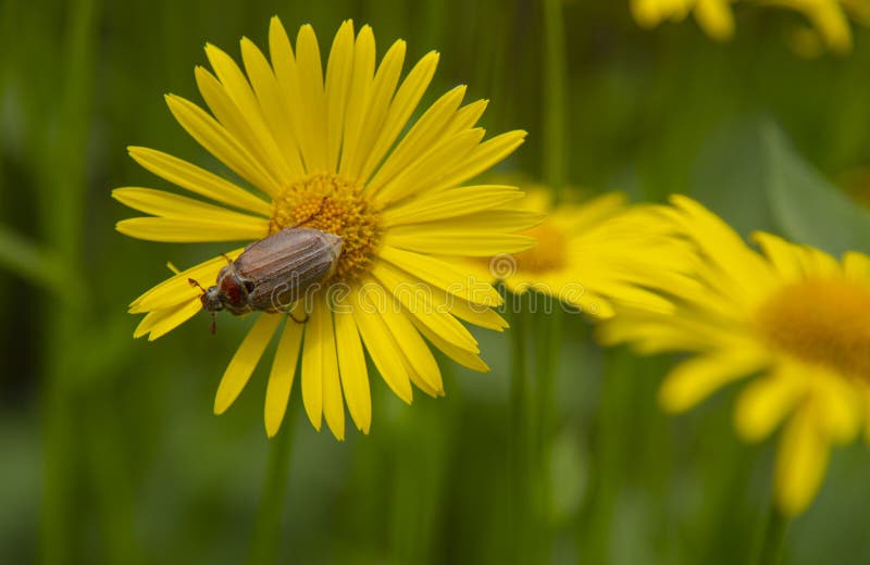 June Bug , the Cockchafer,is a Large Yellow Daisy Stock Photo - Image ...