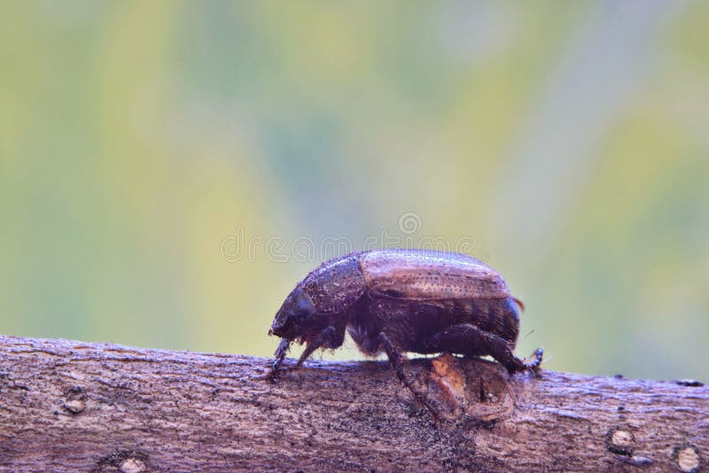 A June Bug Crawling on a Finger Stock Photo - Image of field, june ...