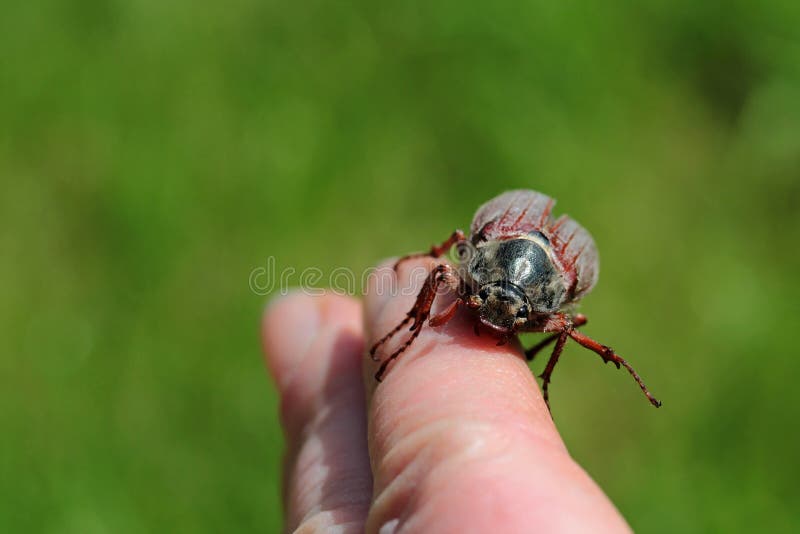 June Bug Crawling Along a Branch. Stock Image - Image of animal, branch ...