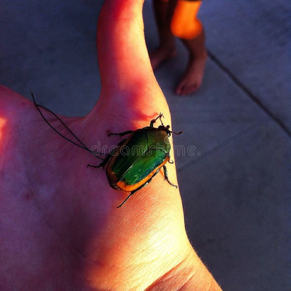 June Bug stock image. Image of metalic, string, california - 48684151