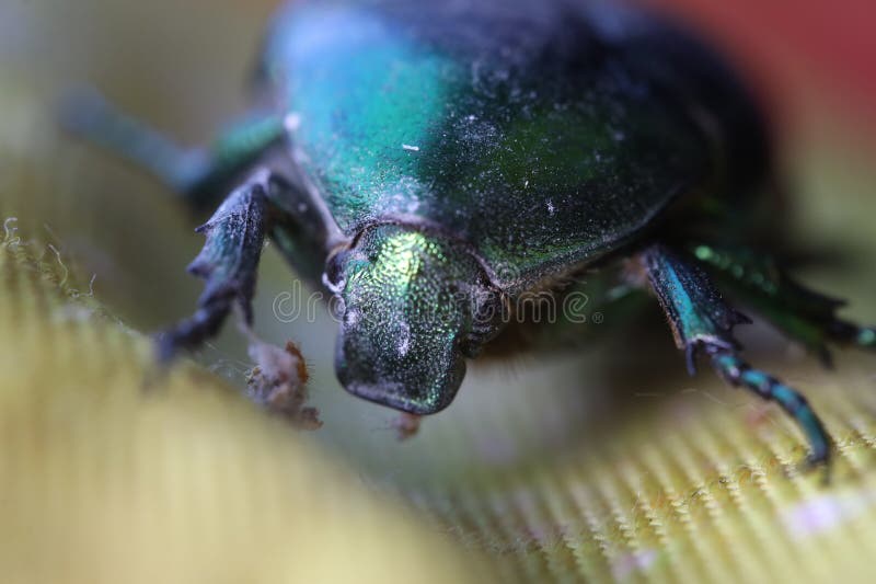 June Bug, Green Bug Ultra Macro View, Extreme Close Up, Green Beetle ...